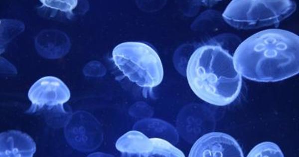 Scoperta a Singapore una nuova medusa letale: Chironex blakangmati - La ...