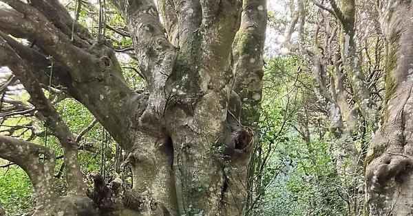 Festival del Bosco a Gratteri: due weekend tra natura, borgo, cammini ...