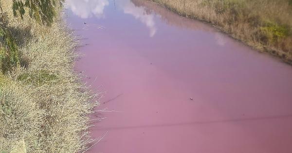 Il fiume Gela si colora di rosa: cattivo odore e allarme inquinamento ...