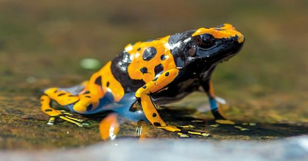 Pochi centimetri ma un veleno iper potente: ecco la rana freccia il ...