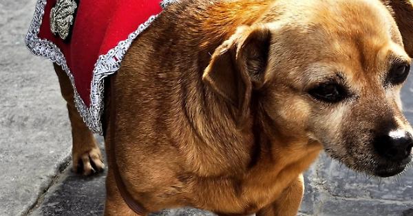 Briciola va in pensione: la mascotte del 4° Reggimento Carabinieri a ...