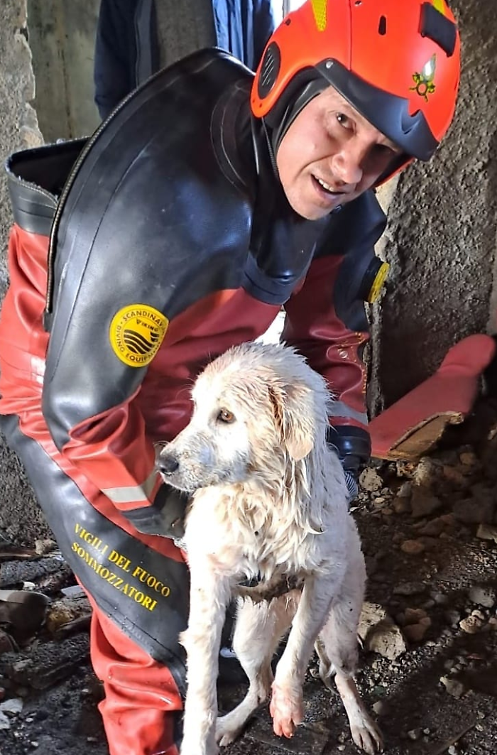 Cane cade in una vasca di raccolta acque e rischia di annegare: salvato ...